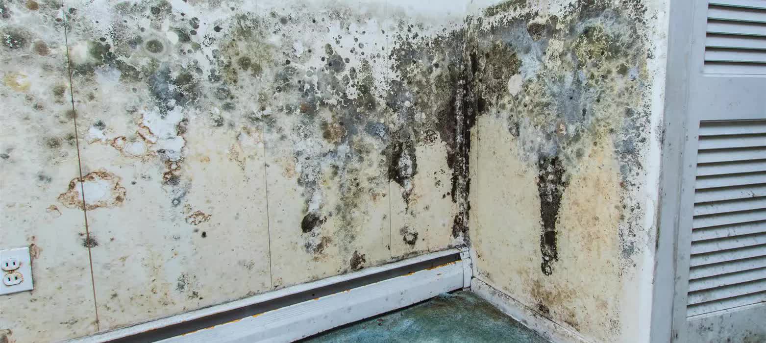 Gusanos de la humedad: ¡SOS infestación en casa!